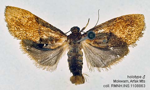 Papua Insects Foundation (Lepidoptera/Erebidae(Arctiinae)/Lambula ...